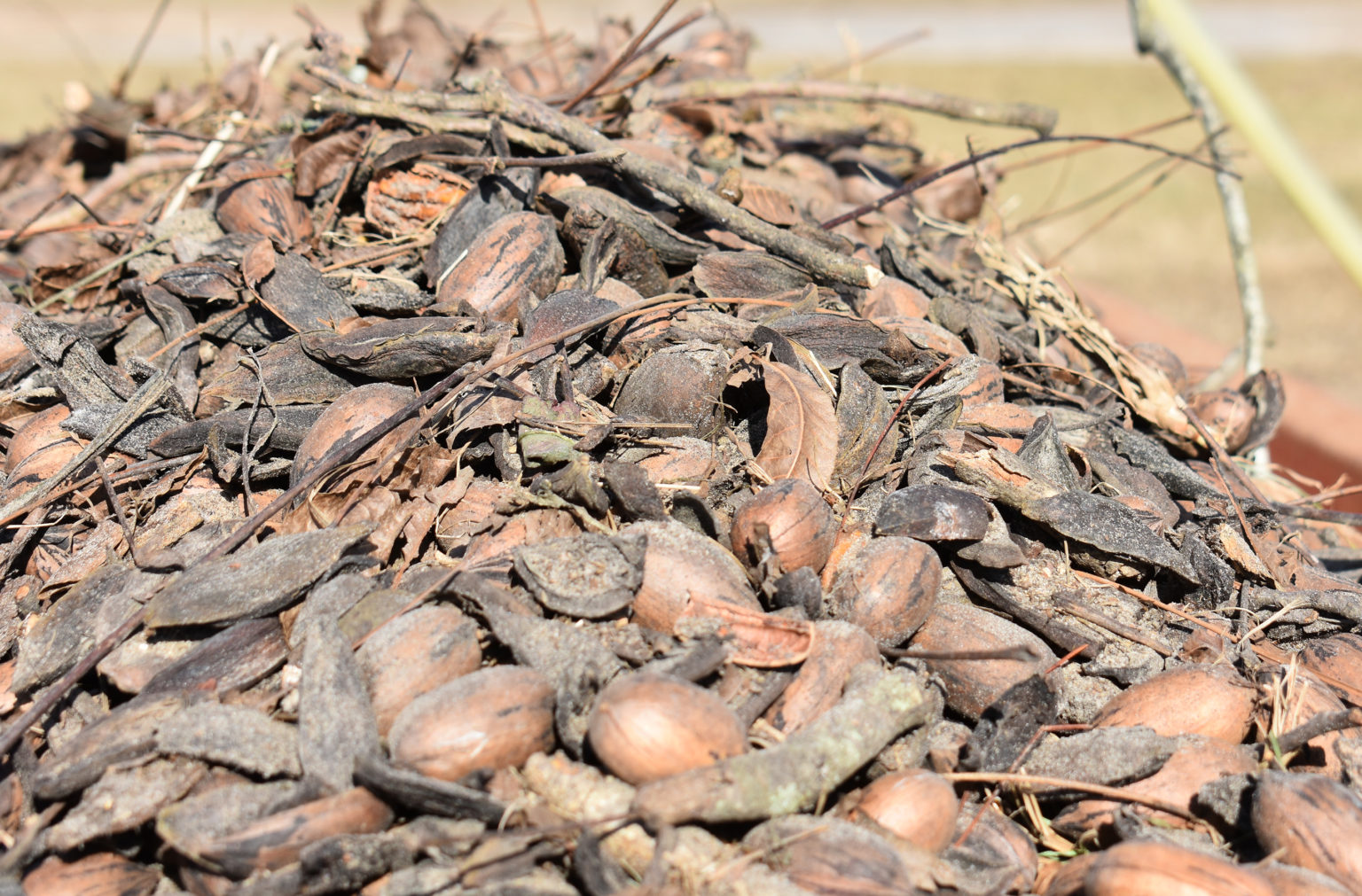 Pecan Trees Need Irrigation for Shuck Split - Specialty Crop Grower