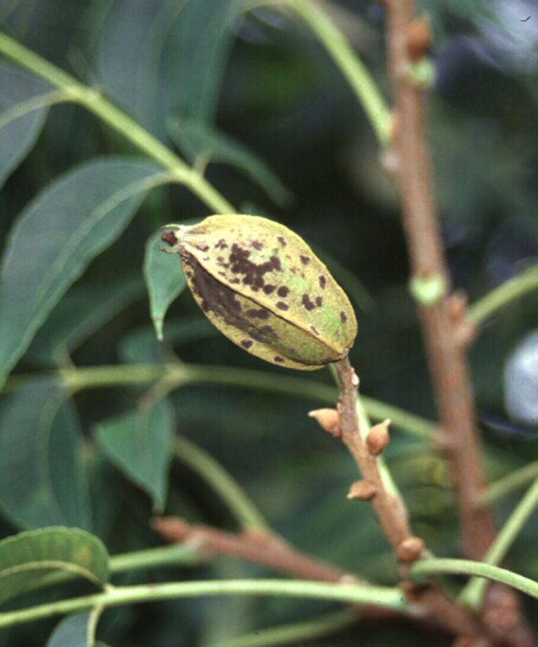 Pecan Scab Update: Tighter Spray Intervals, Disease-Resistant Varieties ...