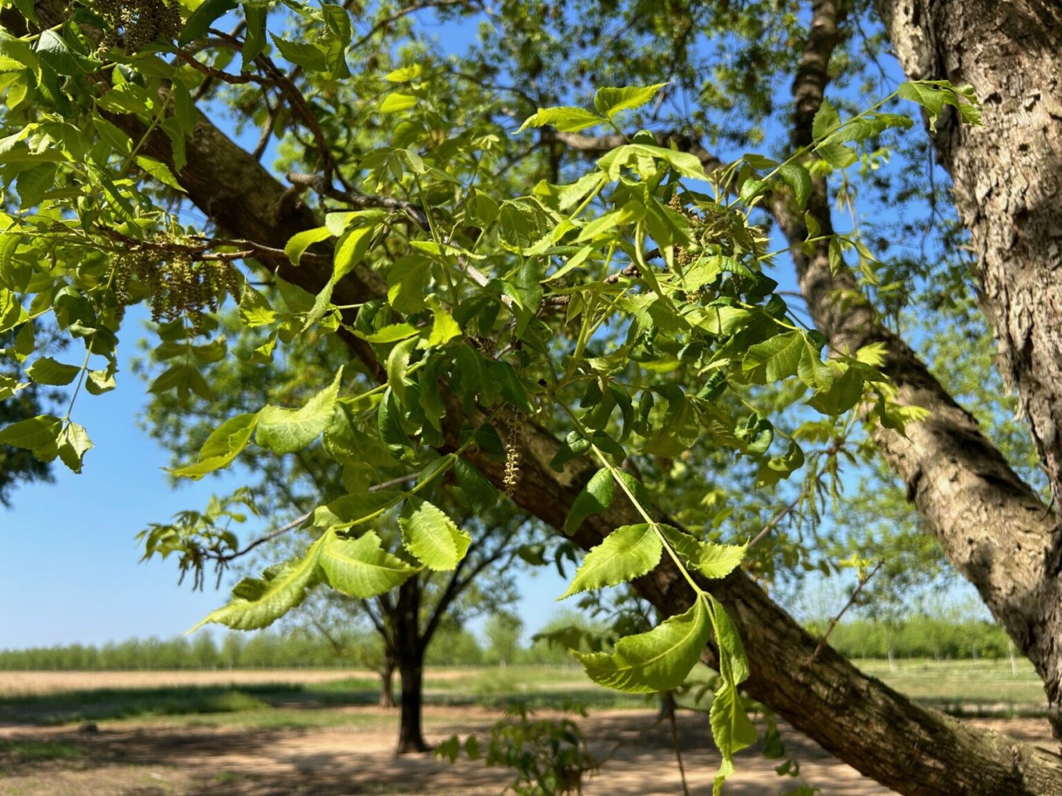 What's Next? How Pecan Producers Should Proceed if Crop Has Drift ...
