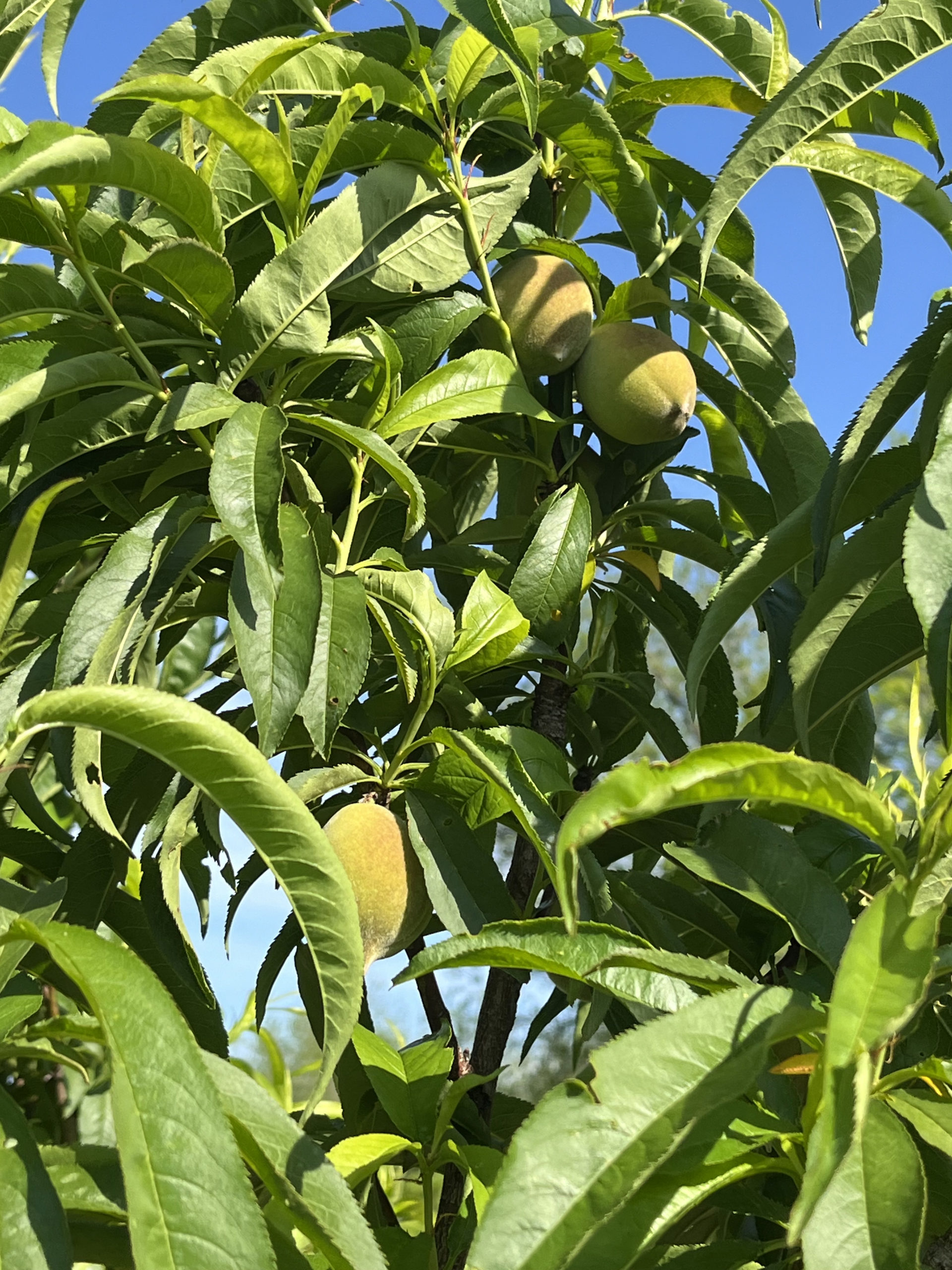 Peachy Comeback: Georgia Fruit Set for Bumper Crop After Disastrous ...