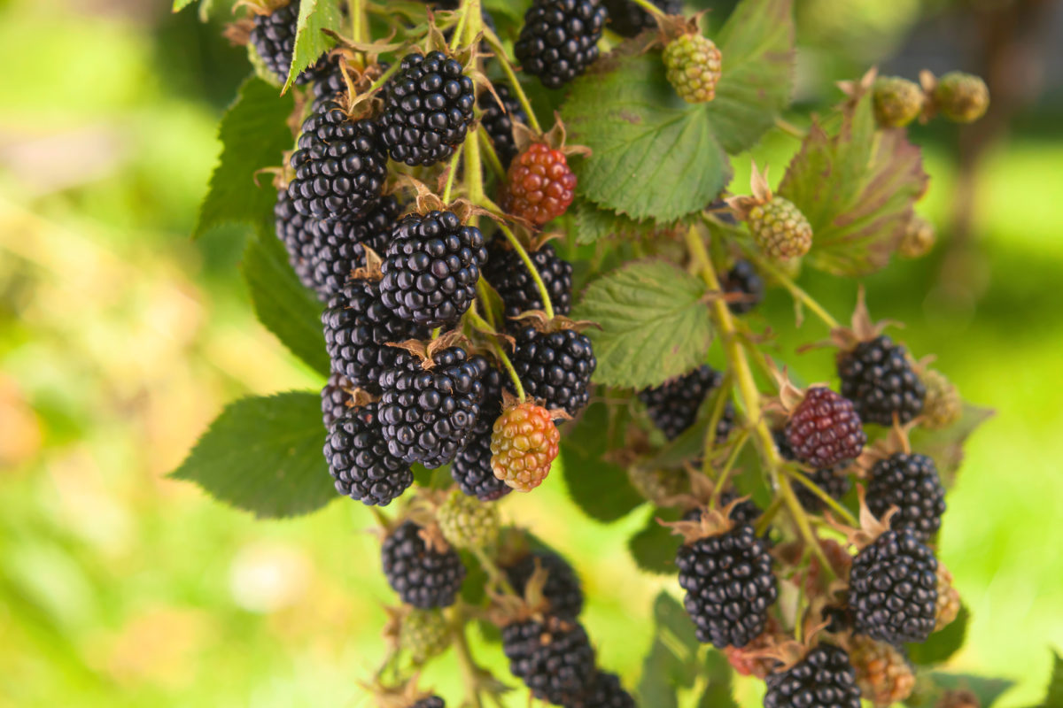 Blackberry Success for Central Florida Producer - Specialty Crop Grower