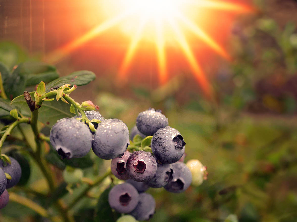 Specialty Crop Grower Magazine: Growers Advised to Have Heat Plan in ...