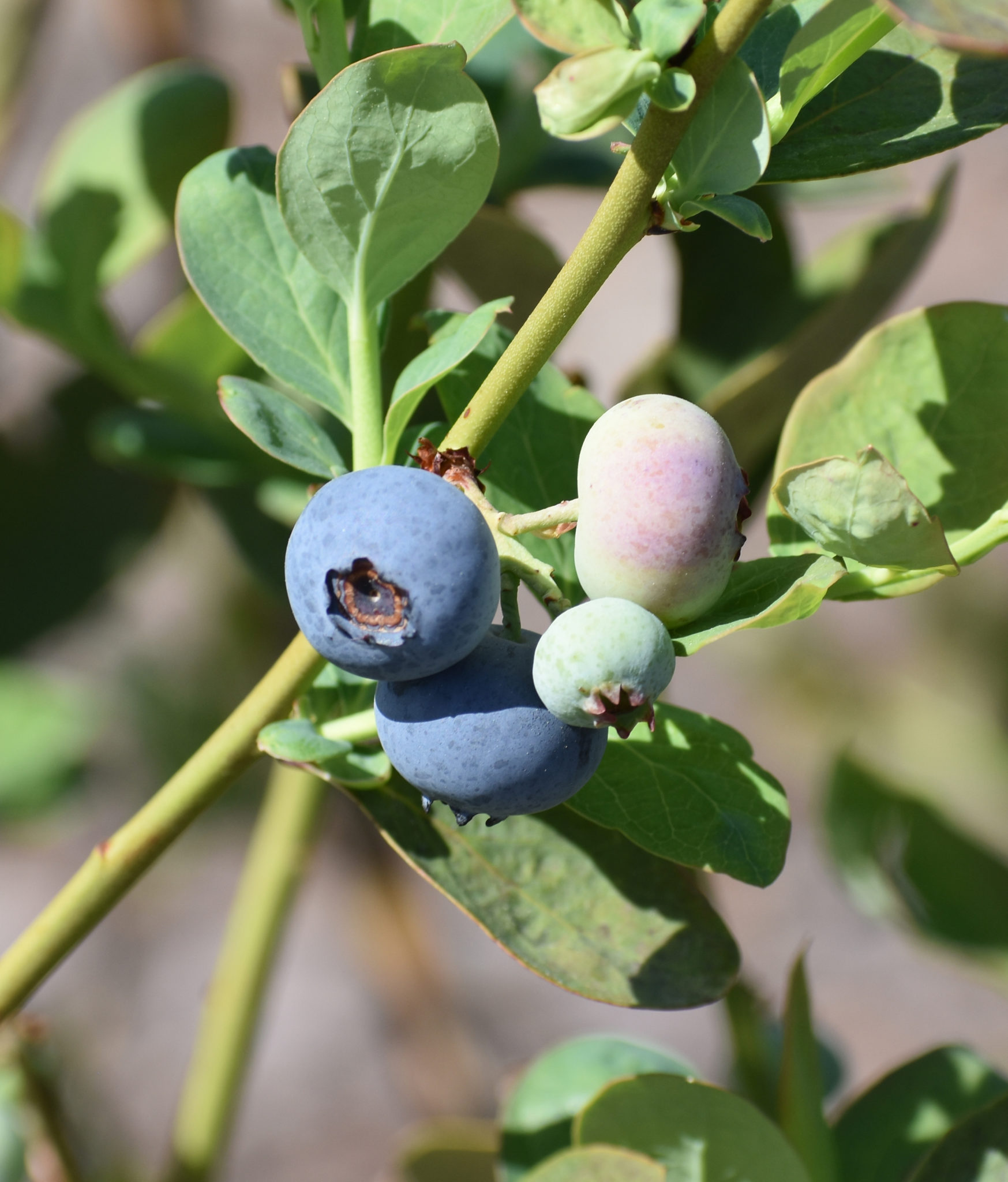 Florida Blueberry Meetings Scheduled for July - Specialty Crop Grower