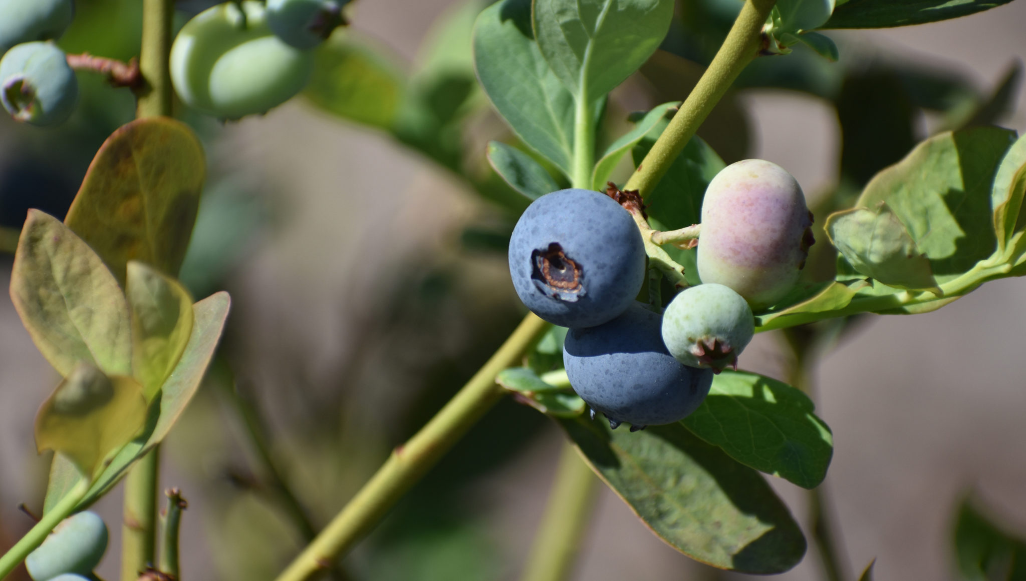 Delayed Start to Harvest Season for Florida Blueberry Growers ...