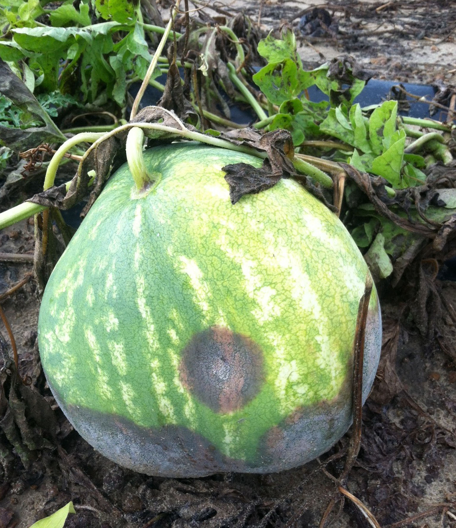 Rain Effect: Disease Management Critical for Georgia Watermelon ...