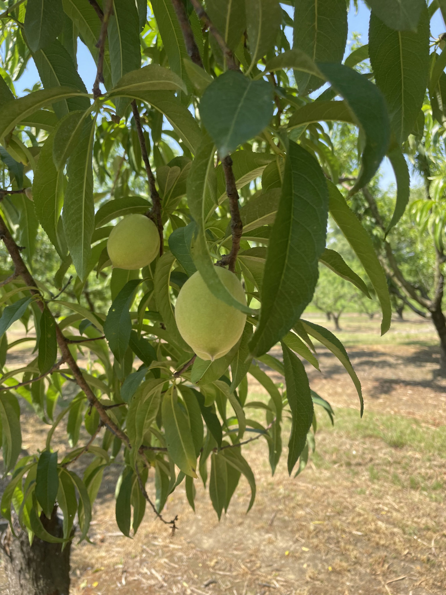 AFVGA Executive Director Discusses Current Season - Specialty Crop Grower