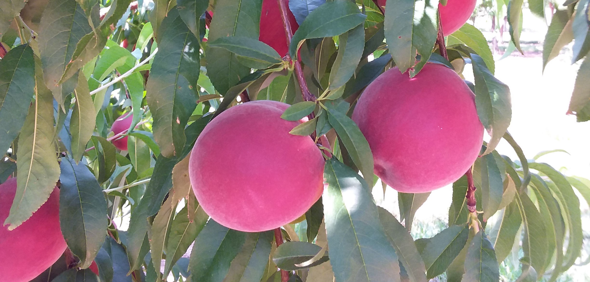 Specialty Crop Grower Magazine: Breeding Peaches for Climate Resilience ...