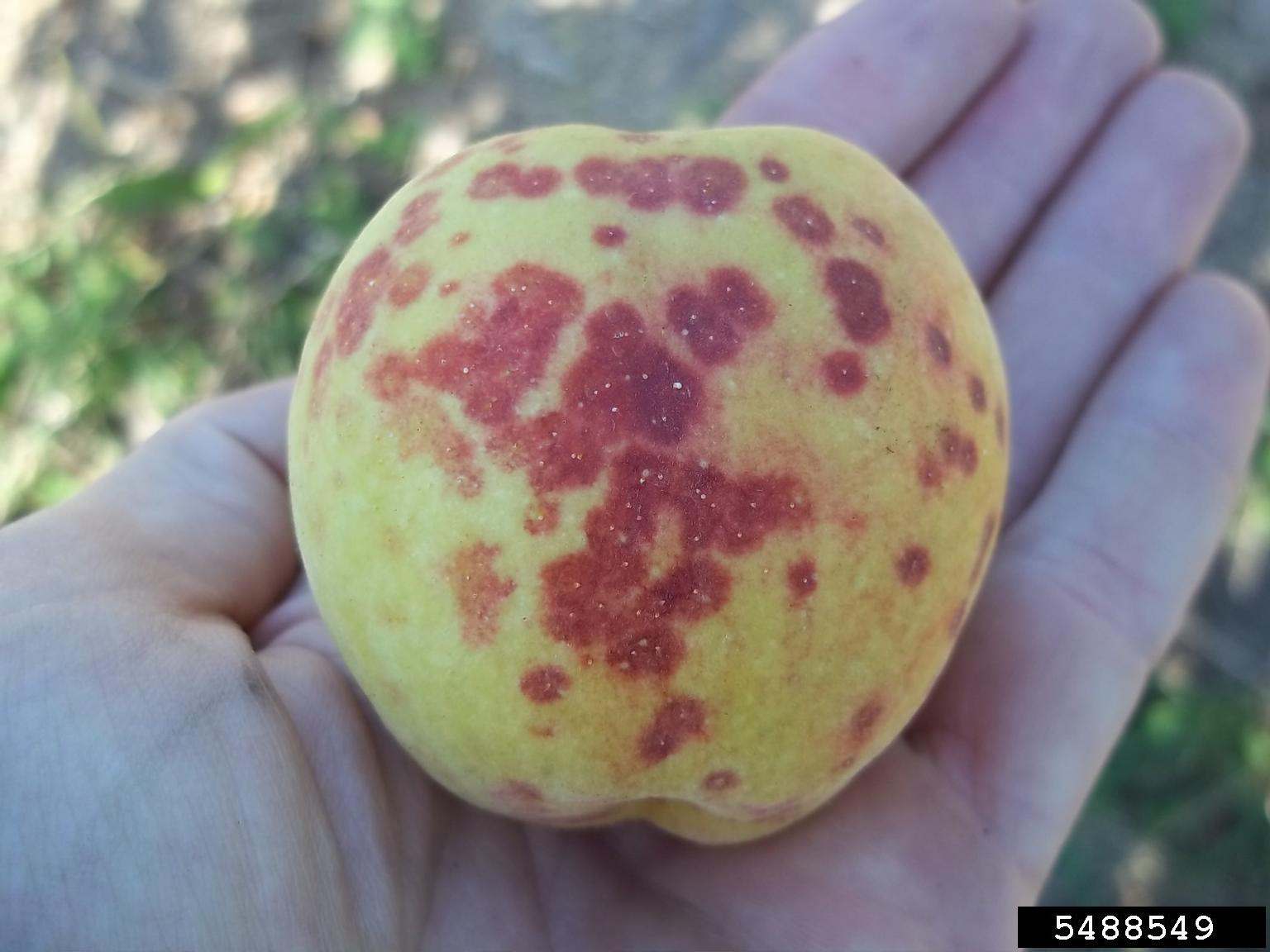 Specialty Crop Grower Magazine: Managing San Jose Scale in Peaches ...