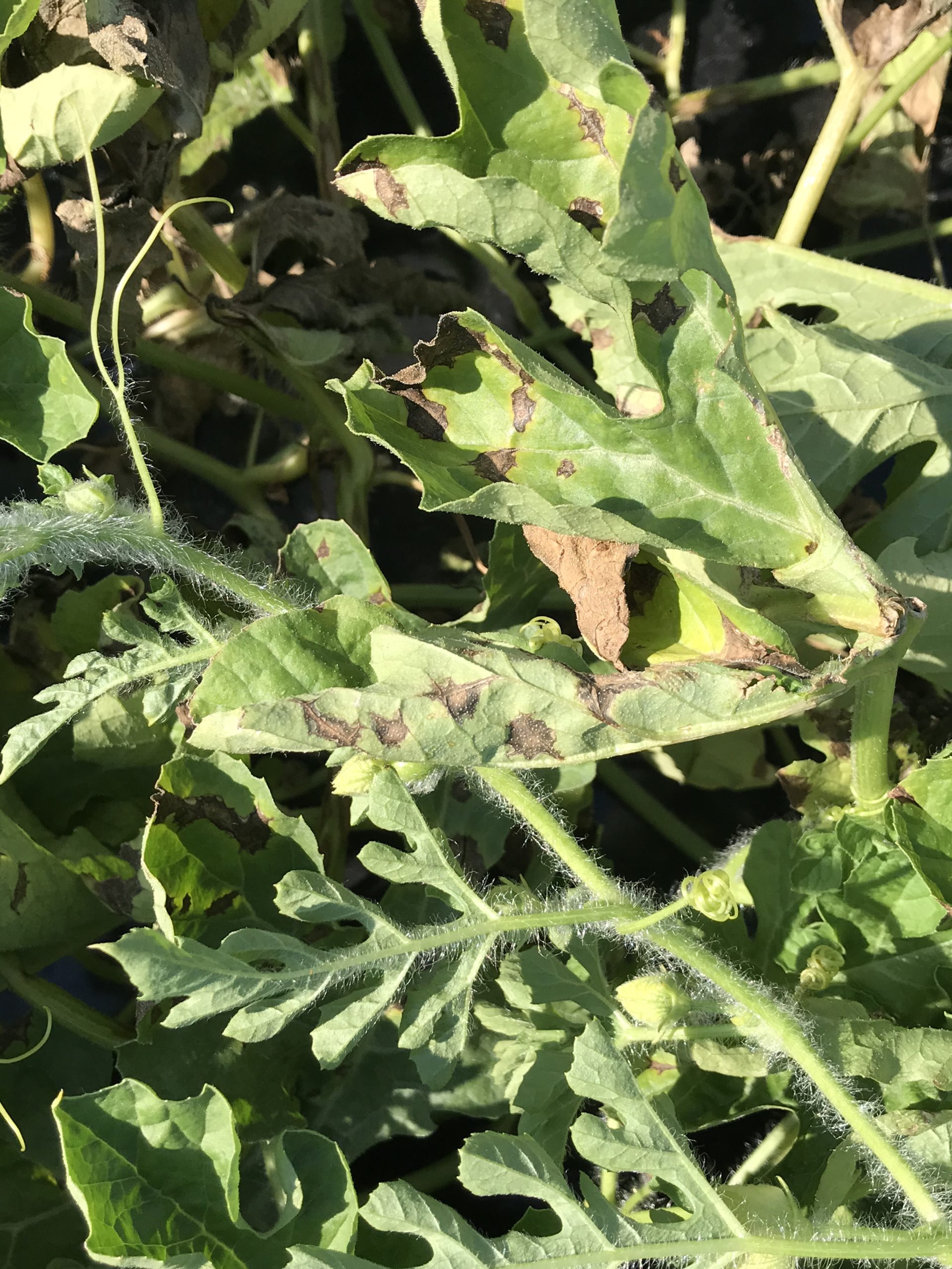 Gummy Stem Blight Worst in Recent Memory - Specialty Crop Grower