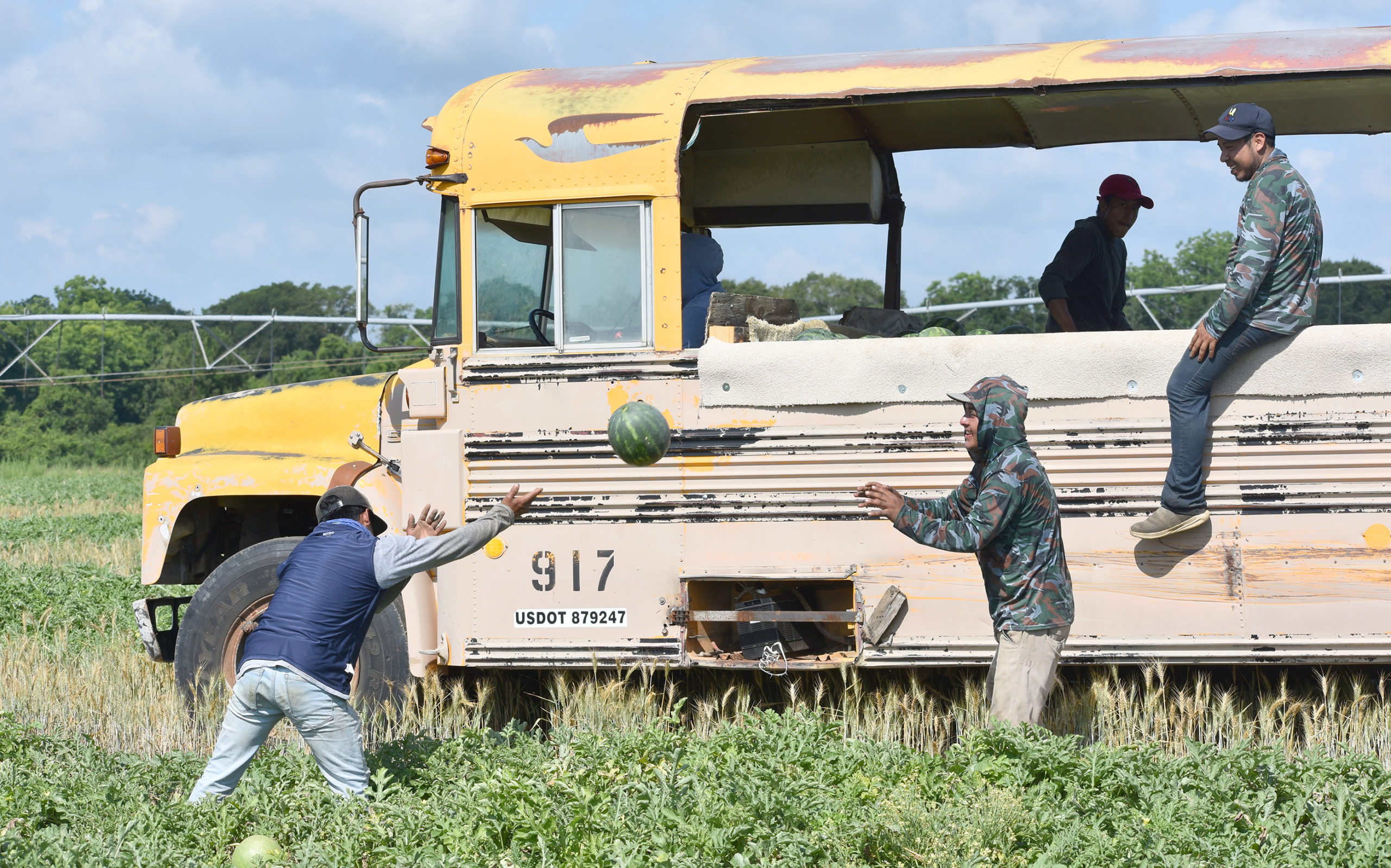 Mini Melon Harvests Underway in Georgia - Specialty Crop Grower