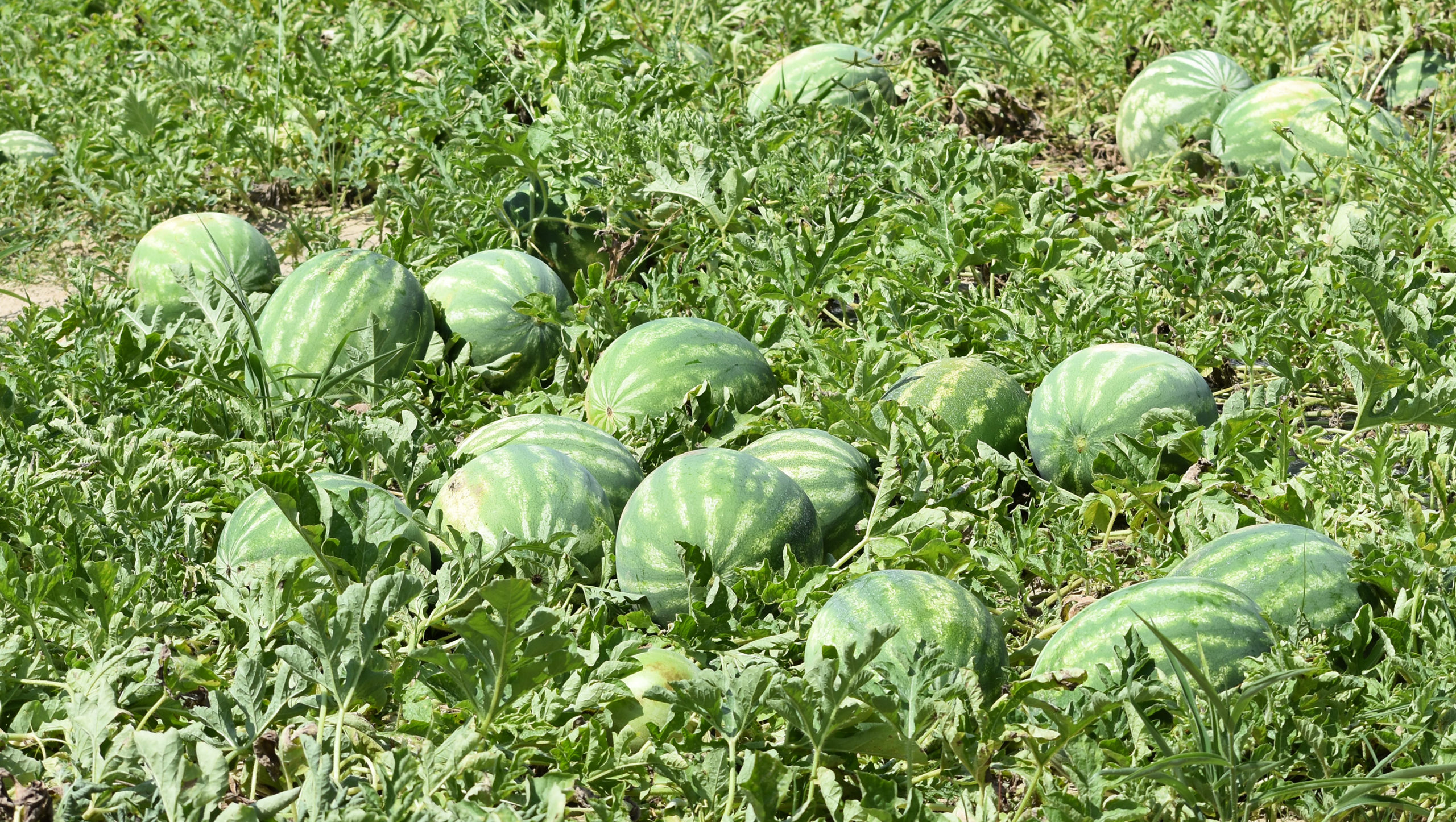 Here's What Happened: North Florida Watermelon Season Recap - Specialty ...