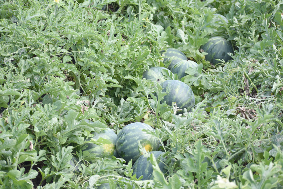 Mini Melon Harvests Underway in Georgia - Specialty Crop Grower