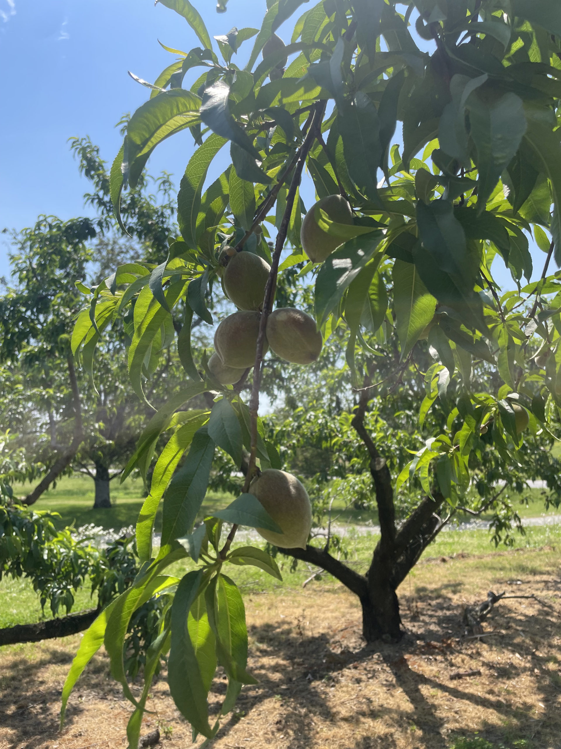 Early Success: Alabama Peach Producer Finally Capitalizes with ...