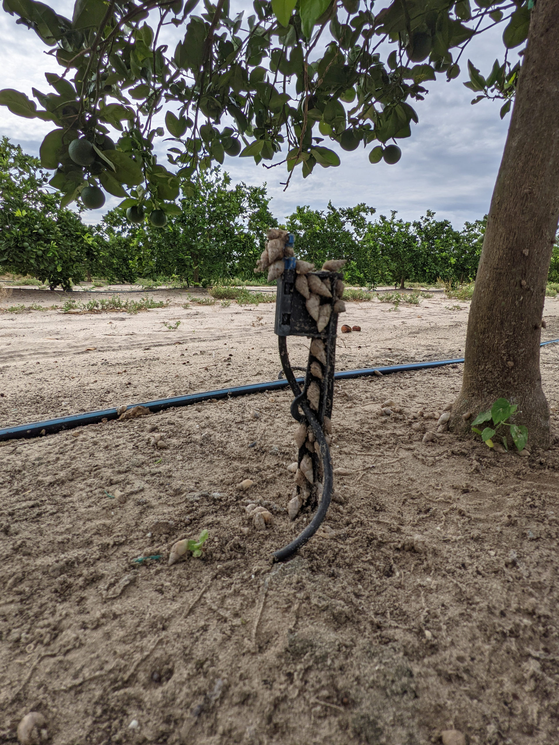 Snail's Pace: Impact Being Seen in Georgia Vegetables - Specialty Crop ...