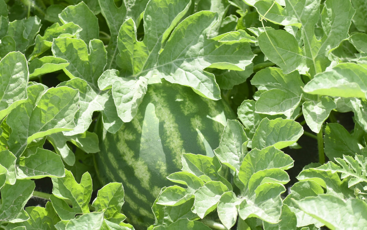 Couple of Weeks Away: Georgia Melon Producers Eyeing Mid-June Harvests ...
