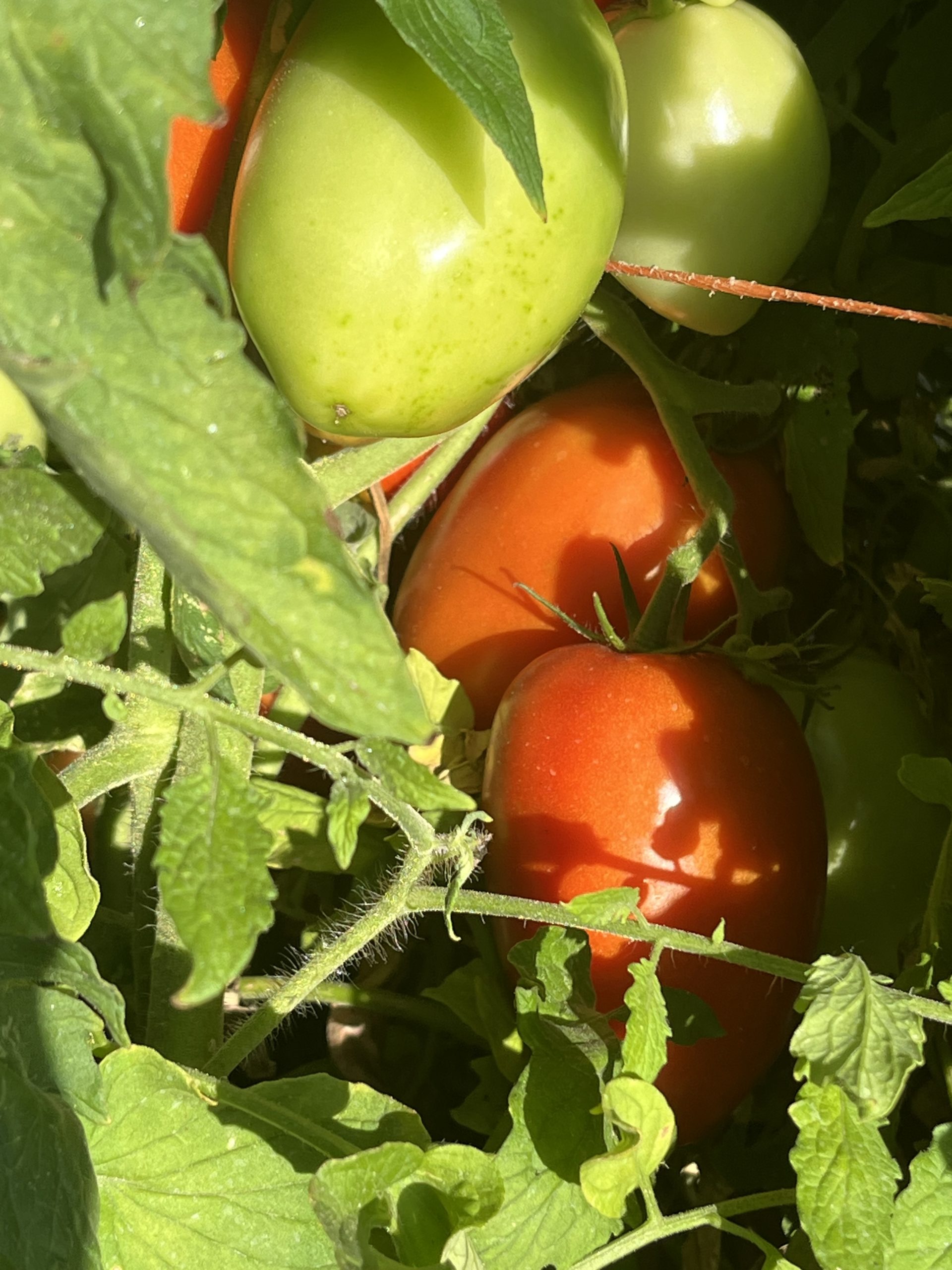 Home Page - Specialty Crop Grower