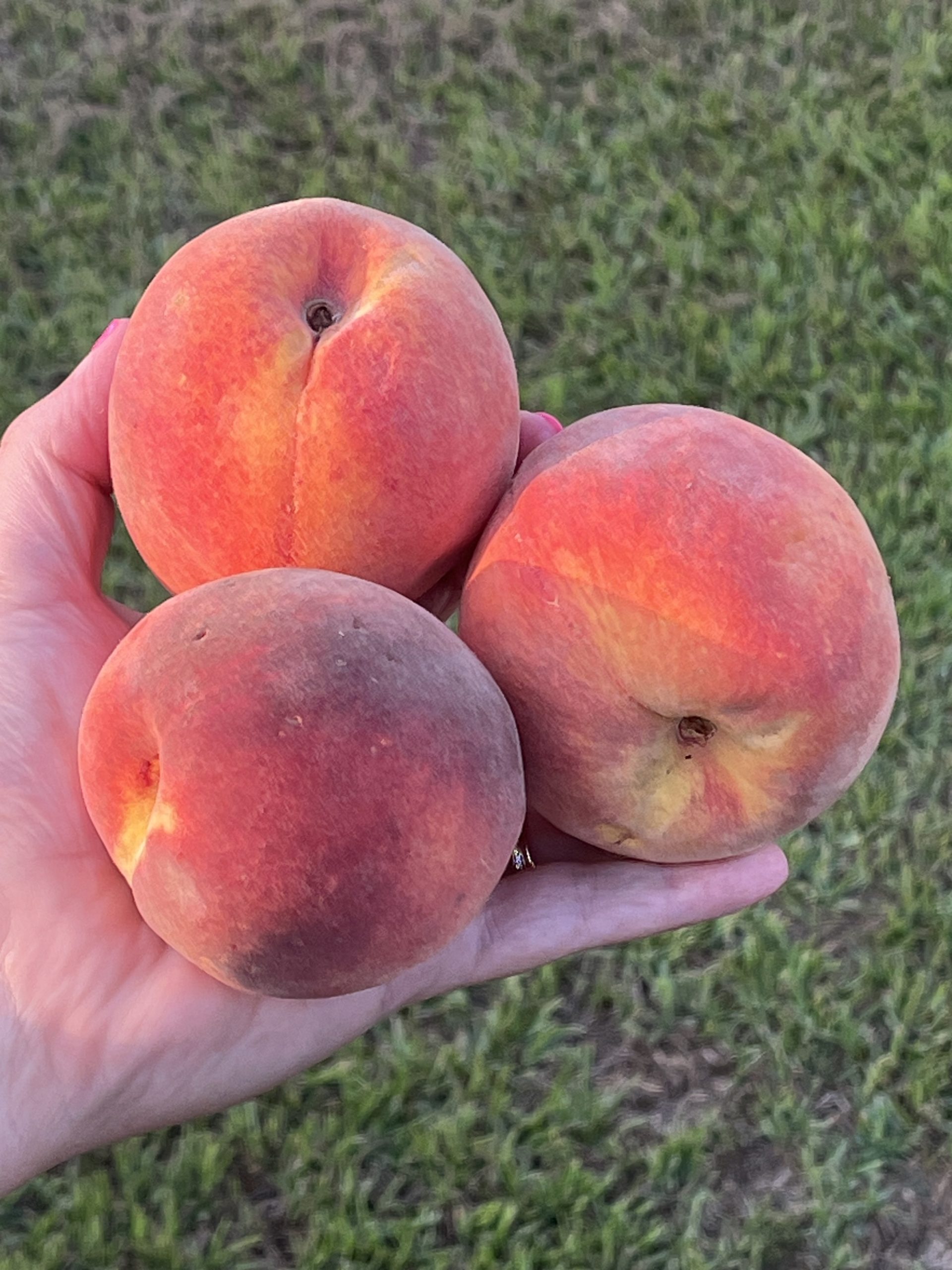 Sweet Georgia Peaches a Hit with Growers, Customers - Specialty Crop Grower