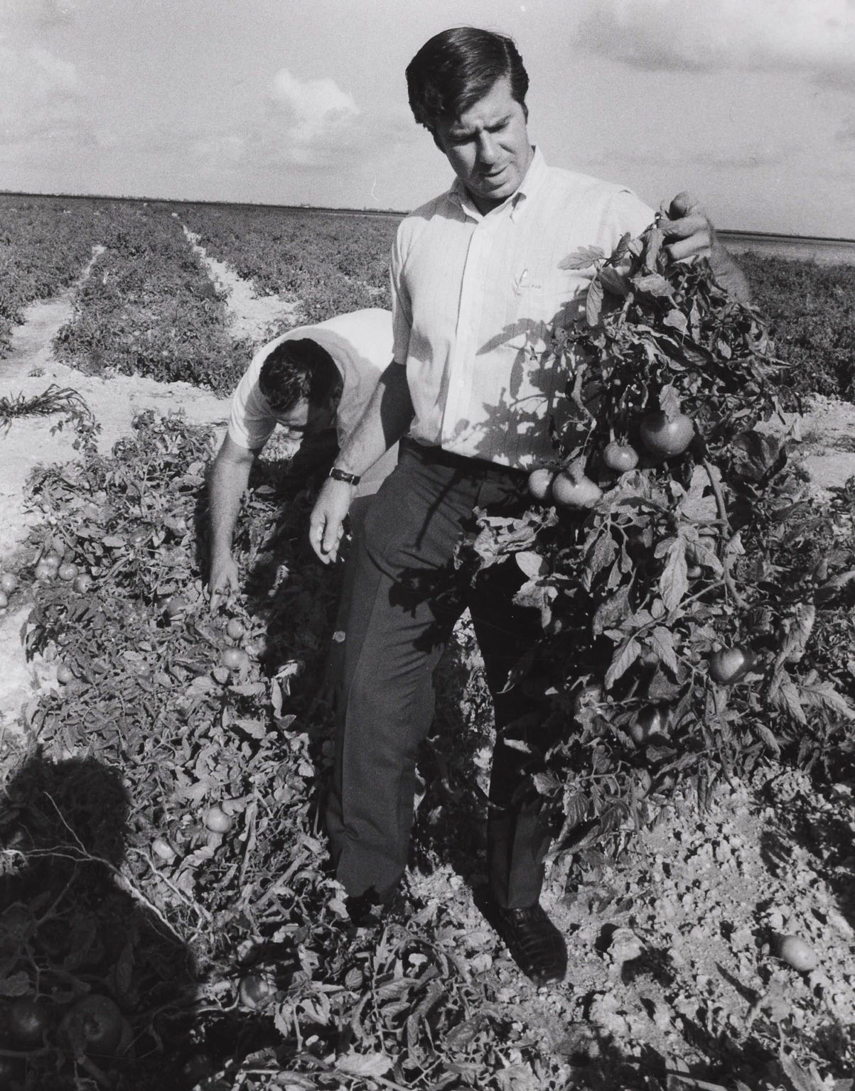 Specialty Crop Grower Magazine: DiMare Company Spans Generations ...