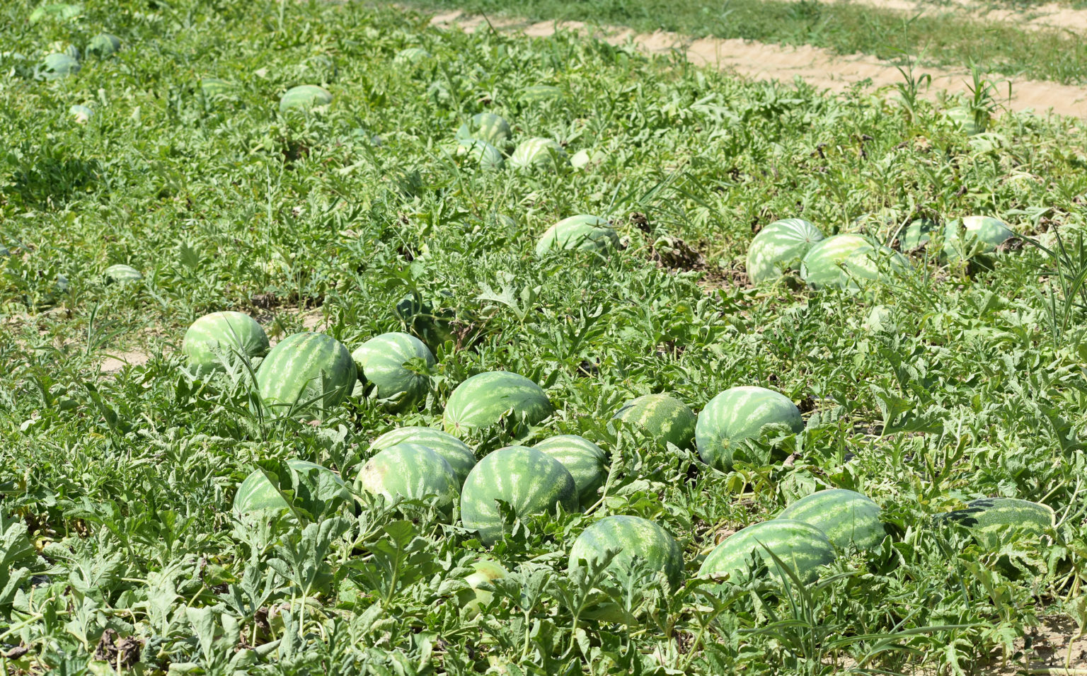 End in Sight: South Georgia Watermelon Harvests Nearing End - Specialty ...