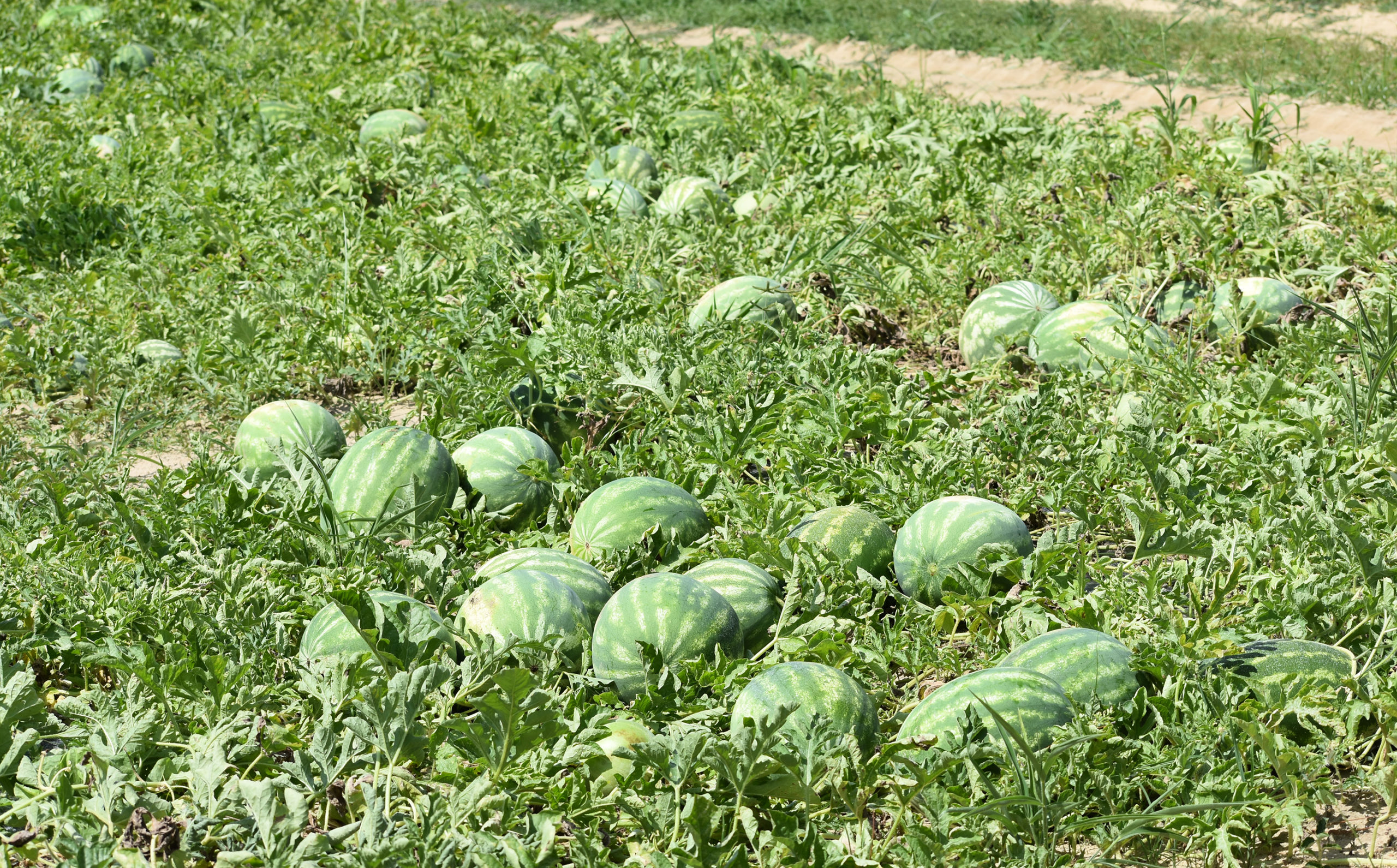 End in Sight: South Georgia Watermelon Harvests Nearing End - Specialty ...