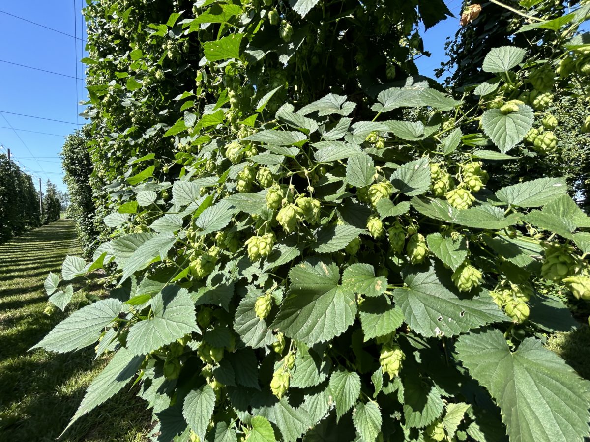 Specialty Crop Grower Magazine: Hop Production Progressing in Florida ...