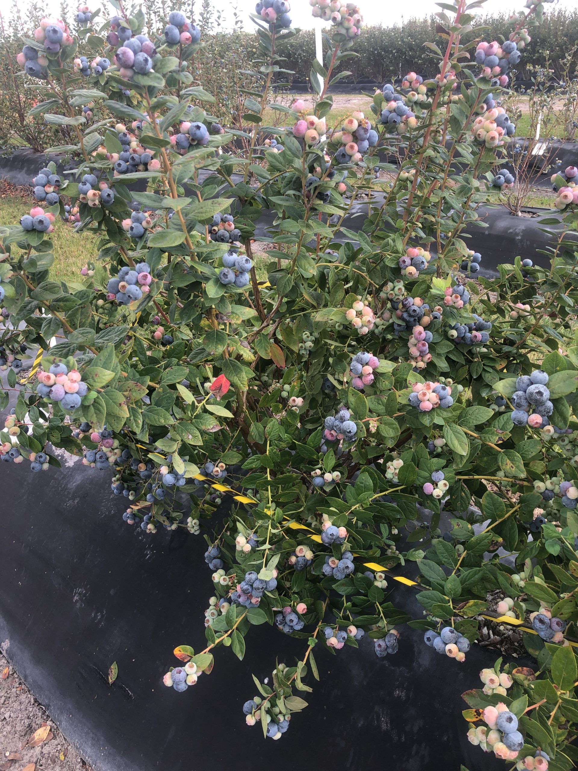 Blueberry Cultivars: UF/IFAS Breeder Discusses New Releases - Specialty ...