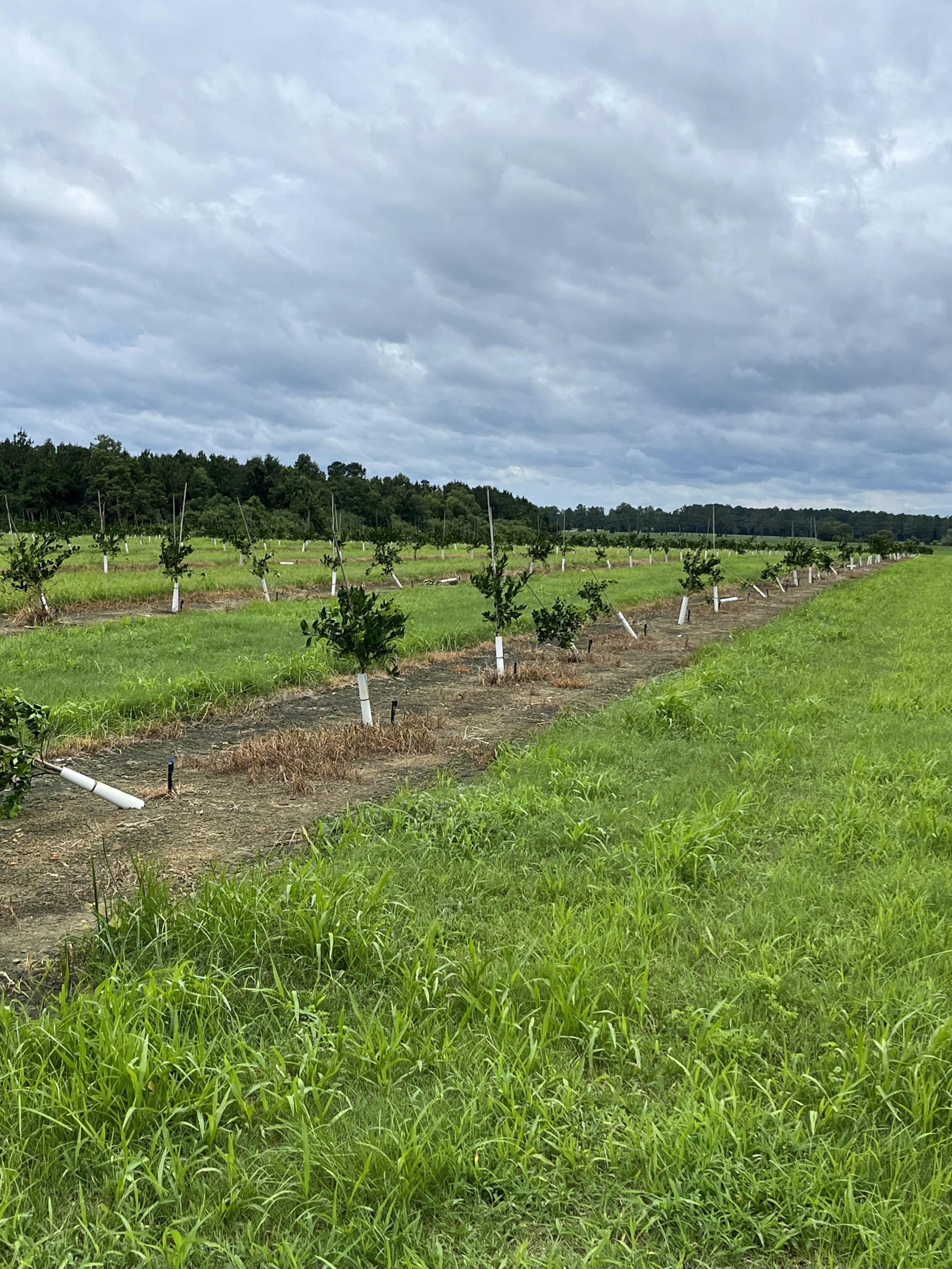 Hurricane Debby Damage in the Cold-Hardy Citrus Region - Specialty Crop ...