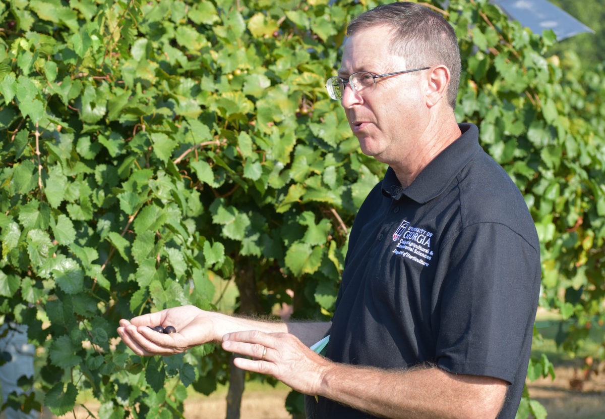 Sweet Surprise: Muscadines a Treat in Southeast - Specialty Crop Grower