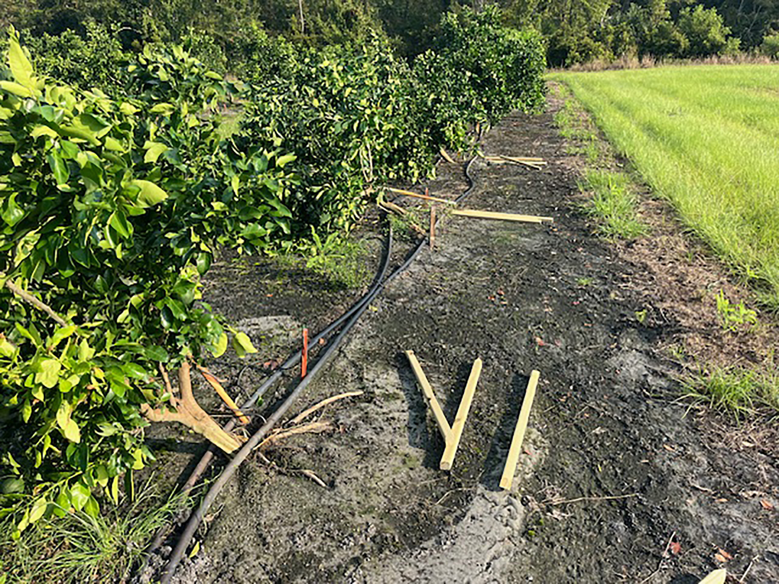 Impact of Hurricane Debby on North Florida Citrus - Specialty Crop Grower