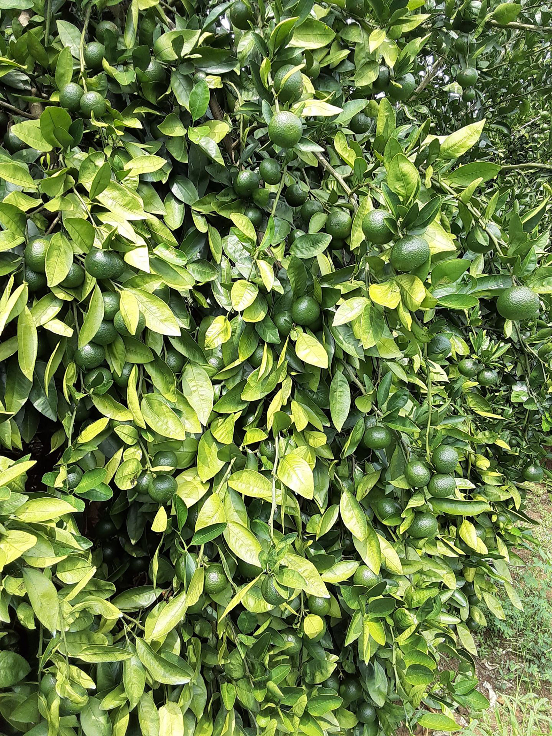 Alabama Citrus Grower Sees Success With Local Marketing - Specialty ...