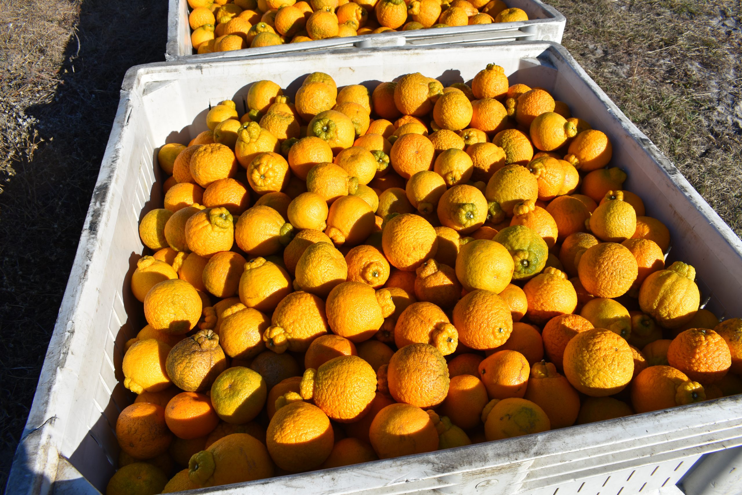 Big Year Expected for Diverse Georgia Citrus Crop - Georgia Specialty ...
