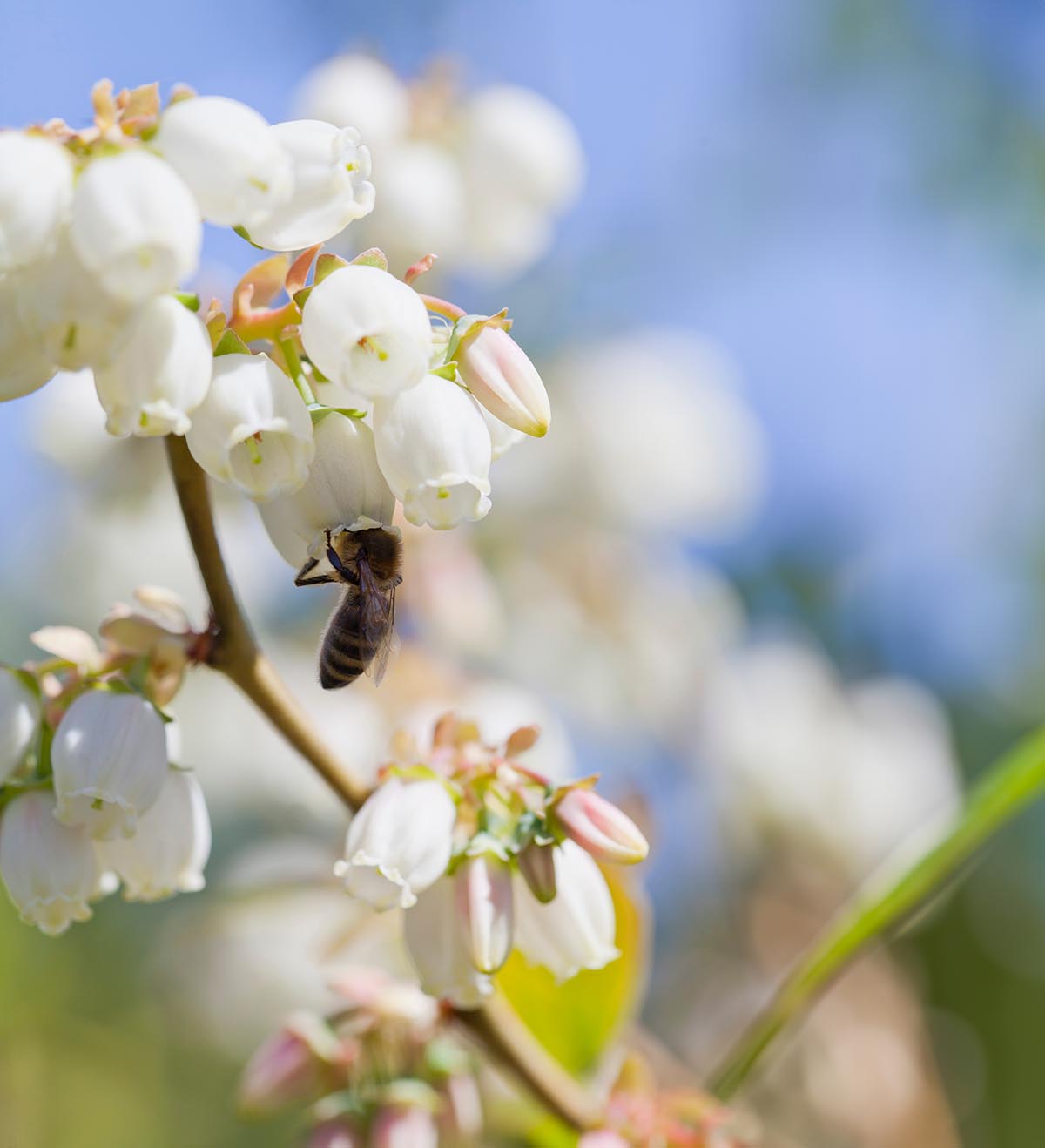 Specialty Crop Grower Magazine: Protecting Blueberry Pollinators ...
