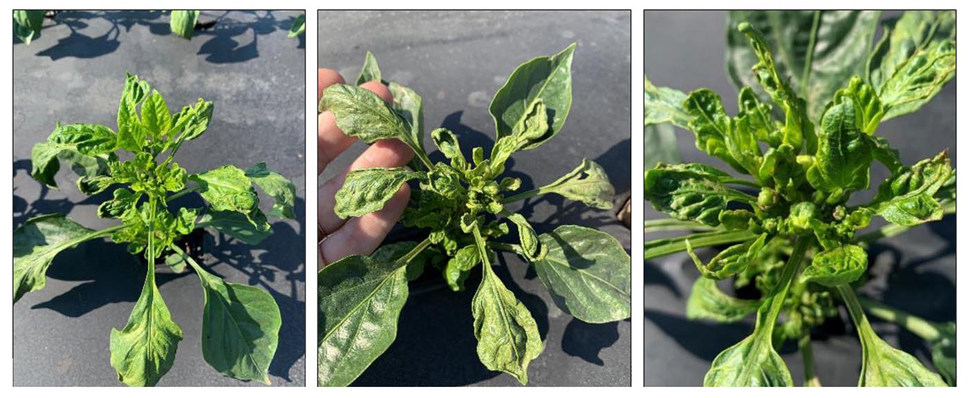 Specialty Crop Grower Magazine: New Thrips Species Raises Alarm for ...