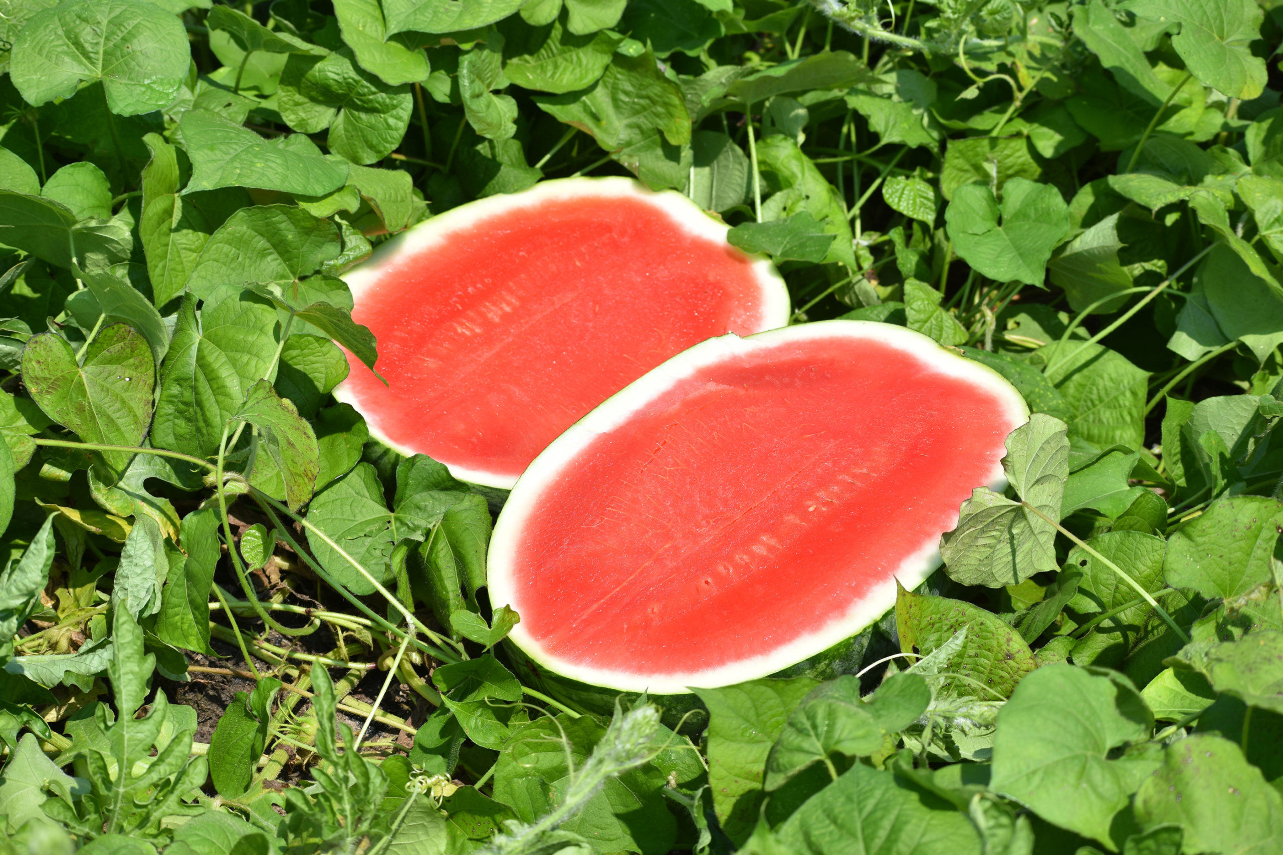 Acreage Increase for North Florida Watermelons in 2025? - Specialty ...