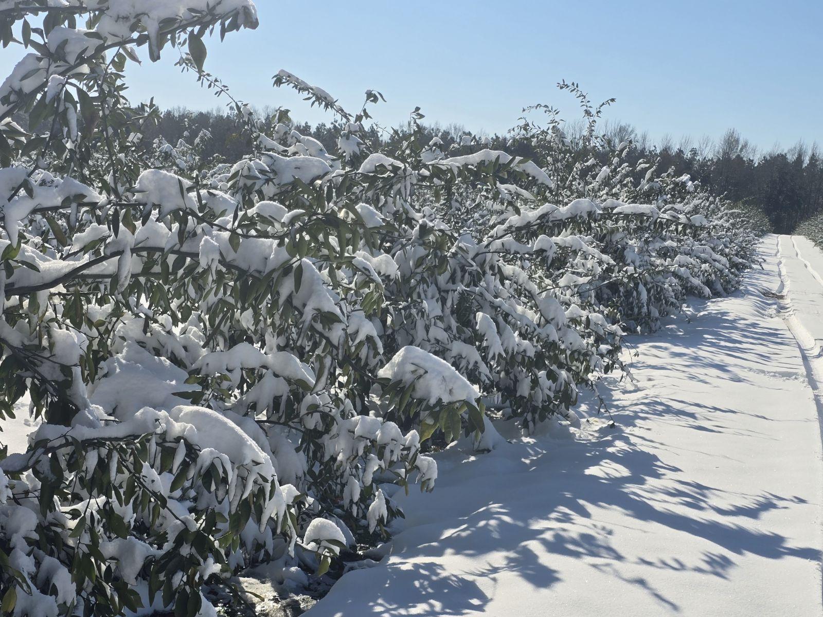 Snow and Sub-Freezing Temperatures Hit Cold-Hardy Citrus - Specialty ...
