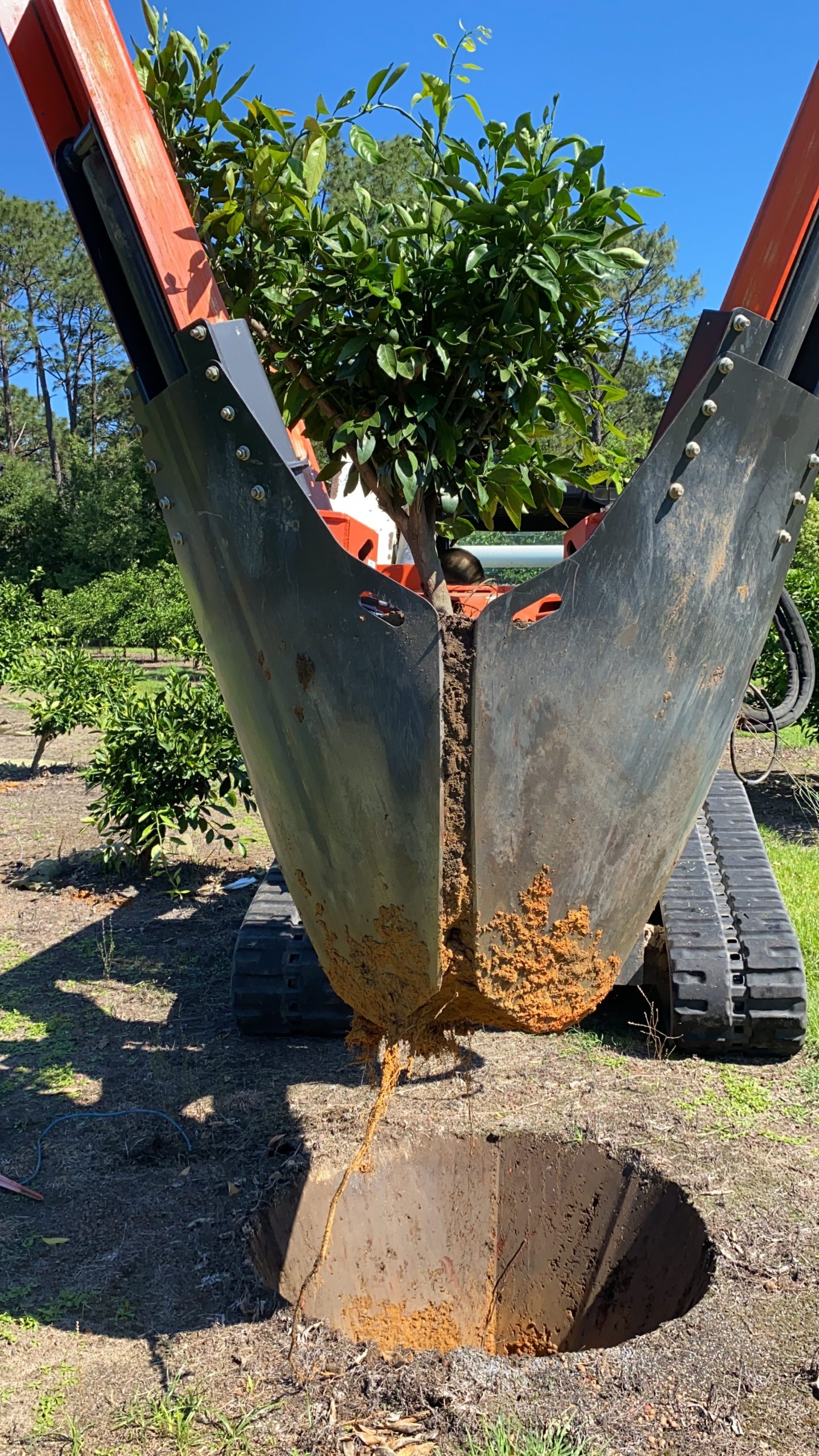 Why Some Citrus Growers Are Removing Satsuma Trees - Specialty Crop Grower