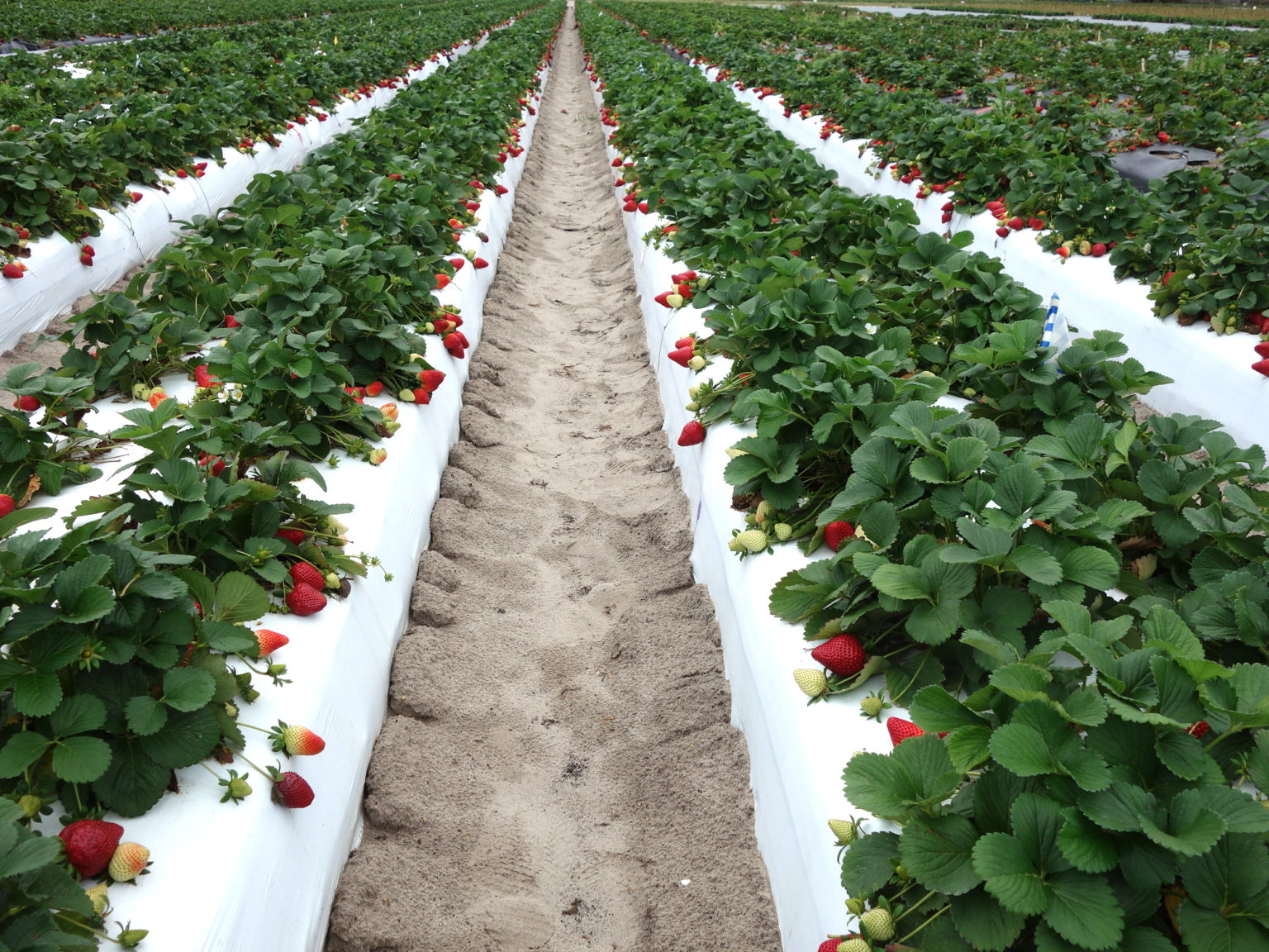 Specialty Crop Grower: Can Biodegradable Mulches Save Labor, Improve ...