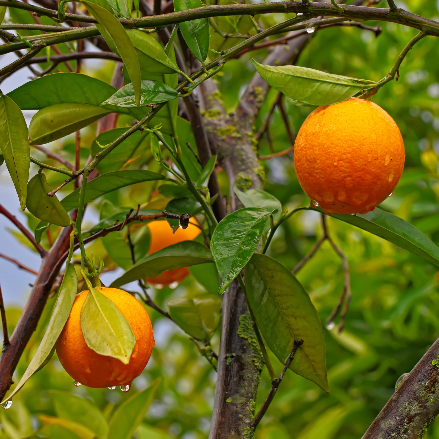 CRAFT Hopes to Plant Two Million Citrus Trees This Year - Specialty Crop Grower