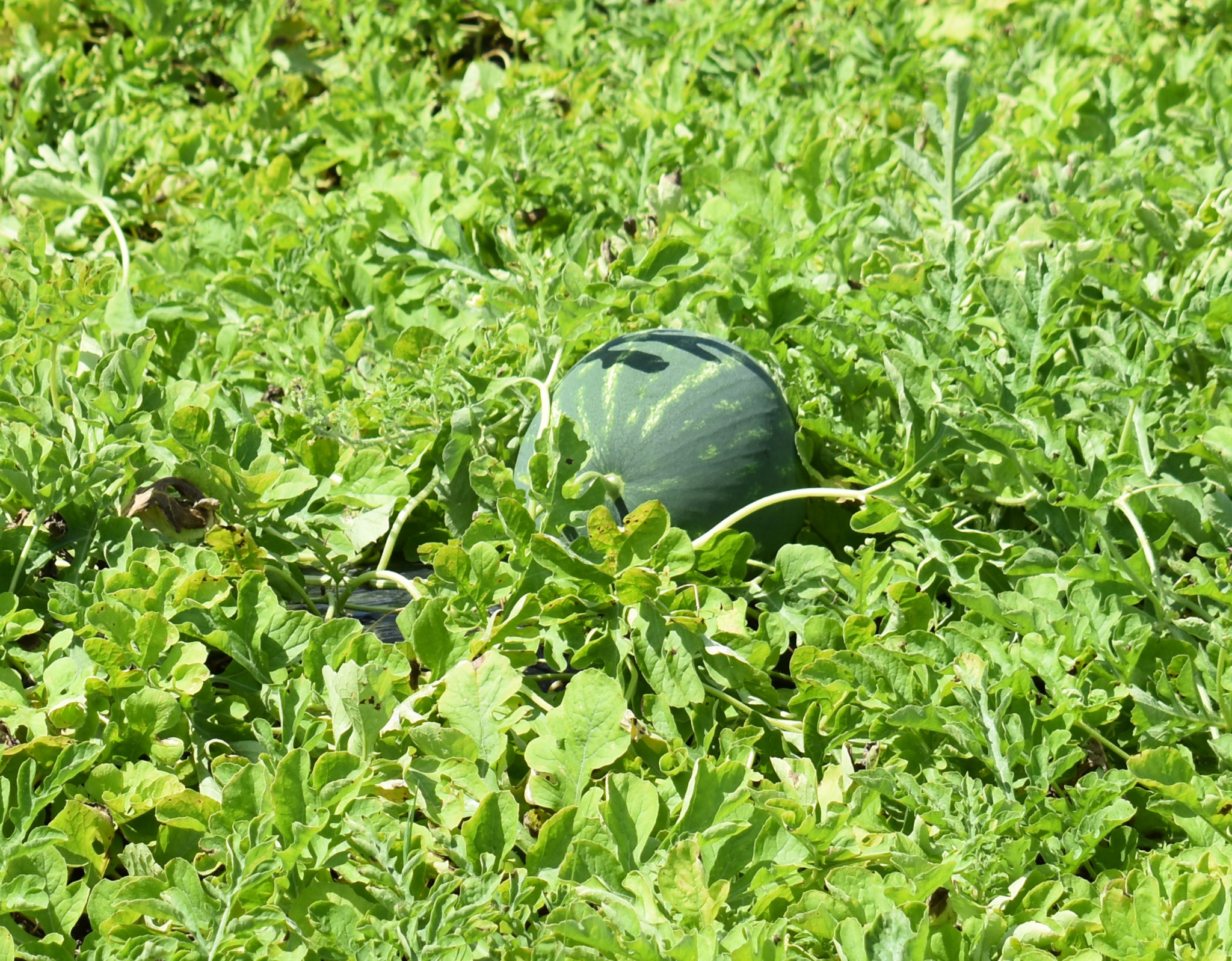 North Florida Watermelon Season Nearing End - Specialty Crop Grower