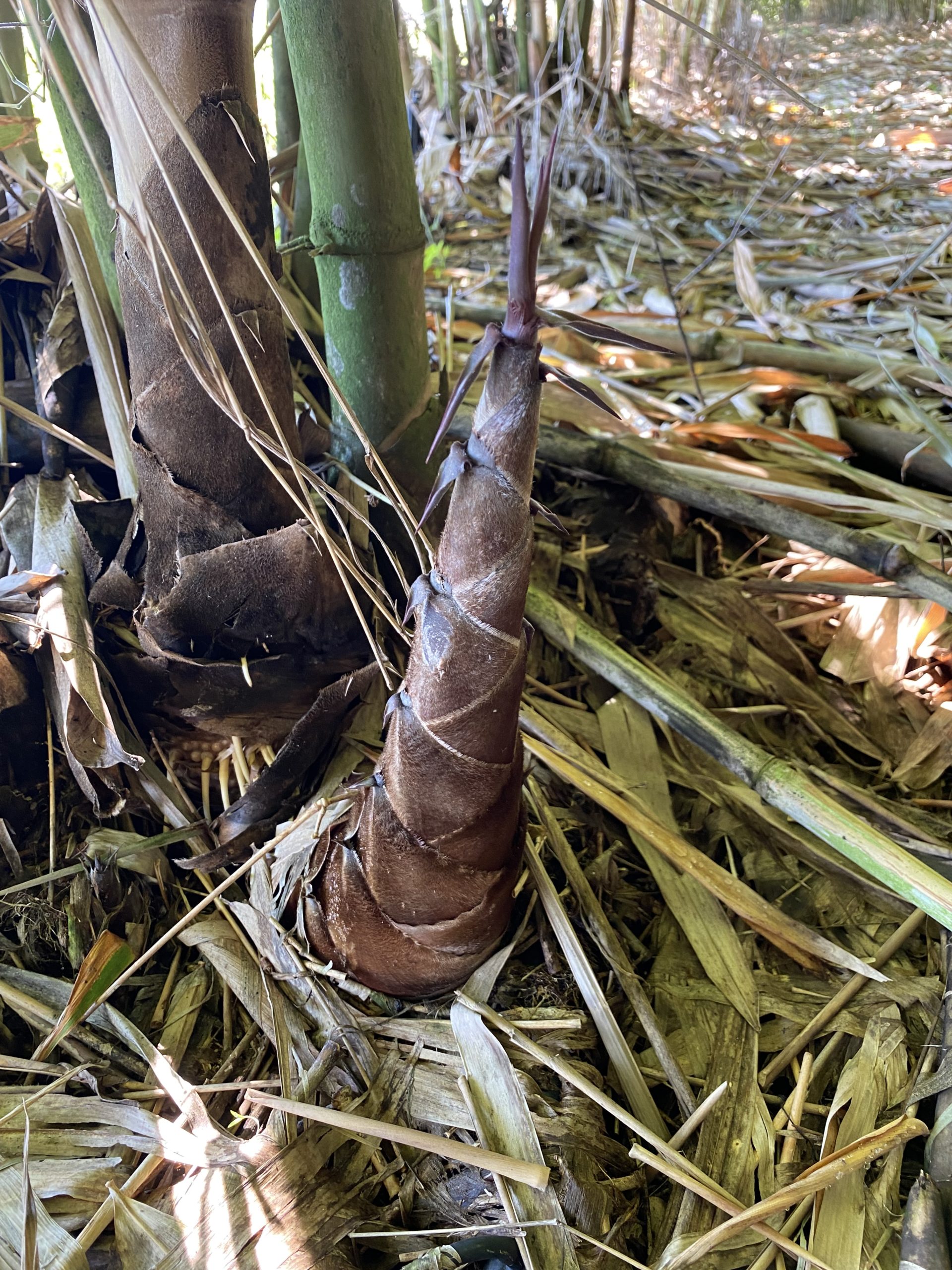 Labor a Challenge for Florida Bamboo Production - Specialty Crop Grower