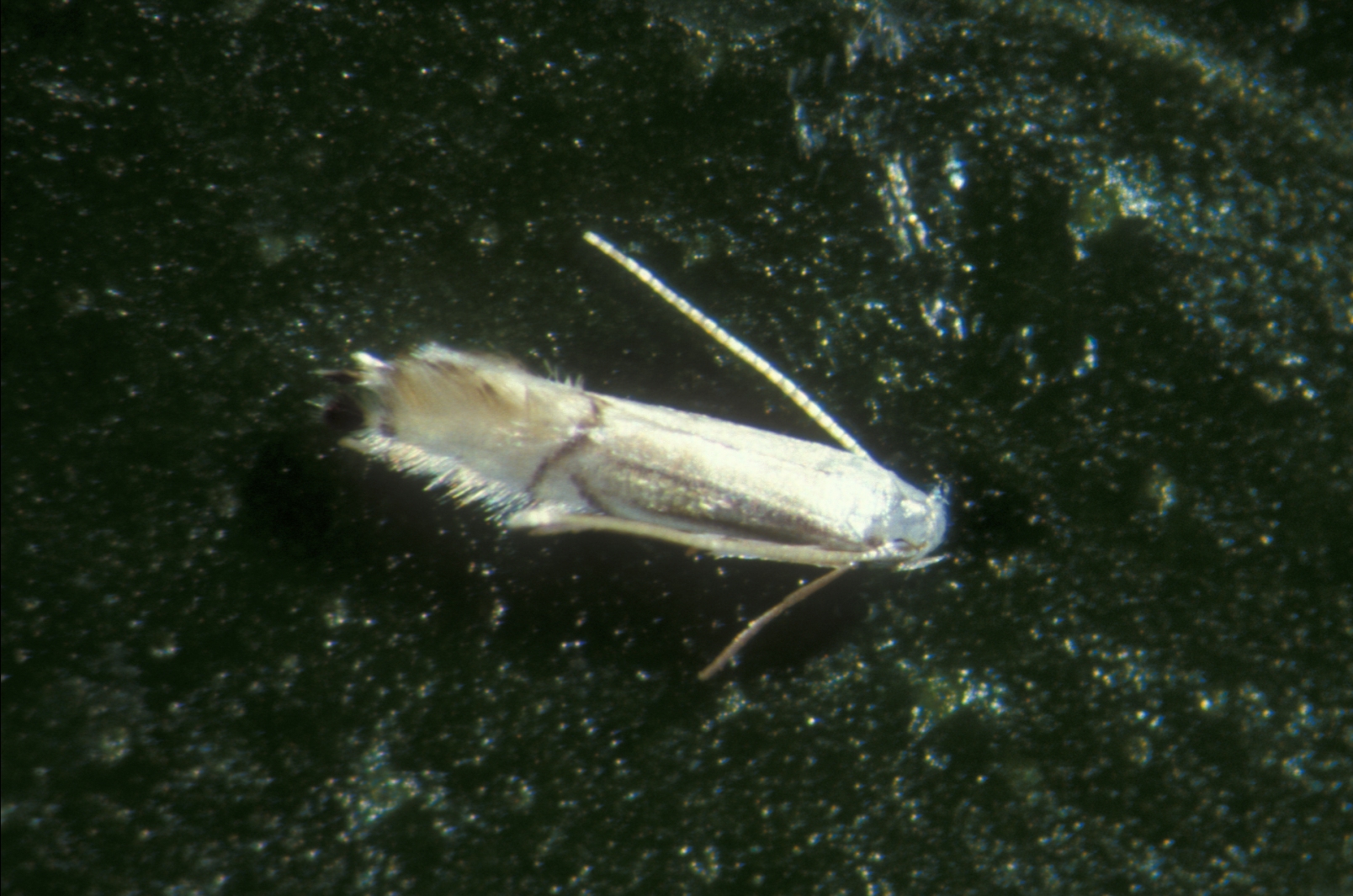 Insect Pests To Watch for in Georgia - Georgia Specialty Crop Grower