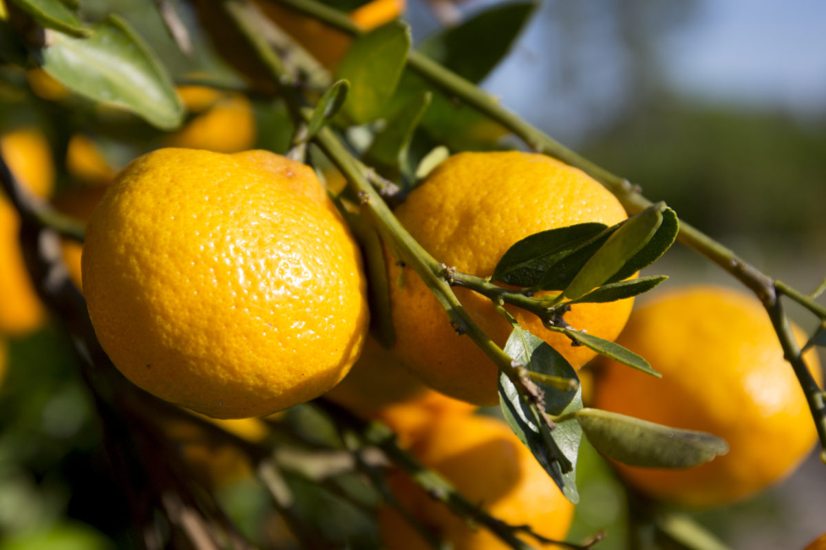 A Bright Future and New Normal for Citrus - Specialty Crop Grower