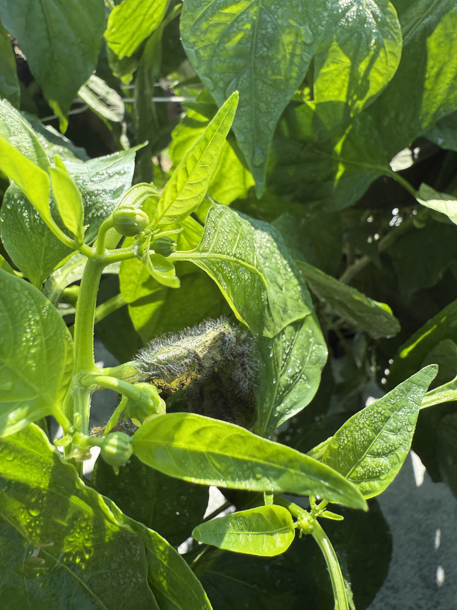 Choanephora Rot a Growing Problem for Pepper, Vegetable Producers ...