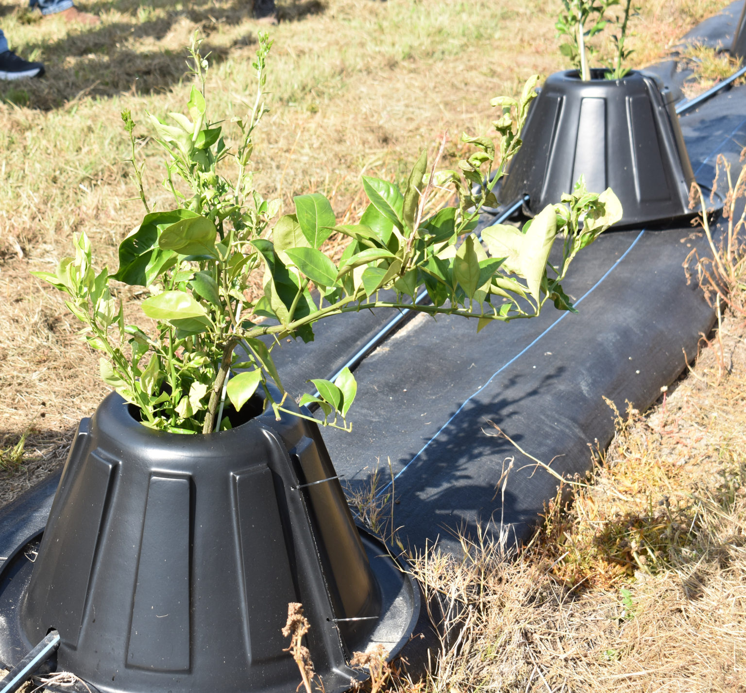 Bed System Benefits Citrus Production - Productionj Specialty Crop Grower