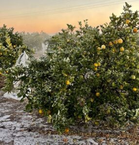 Cold-Hardy Citrus Update Following December Freeze - Cold Hardy ...